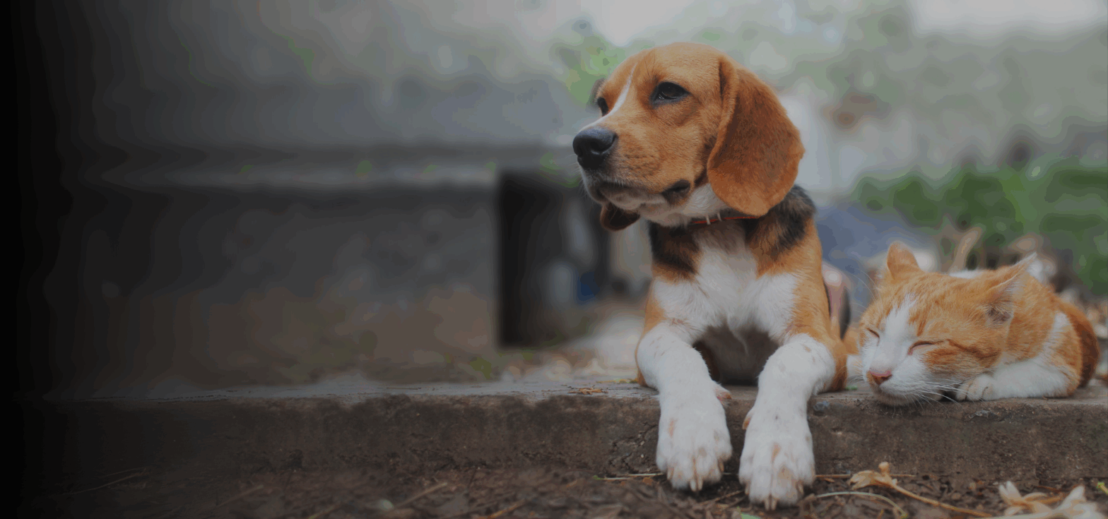 Pickering Animal Hospital